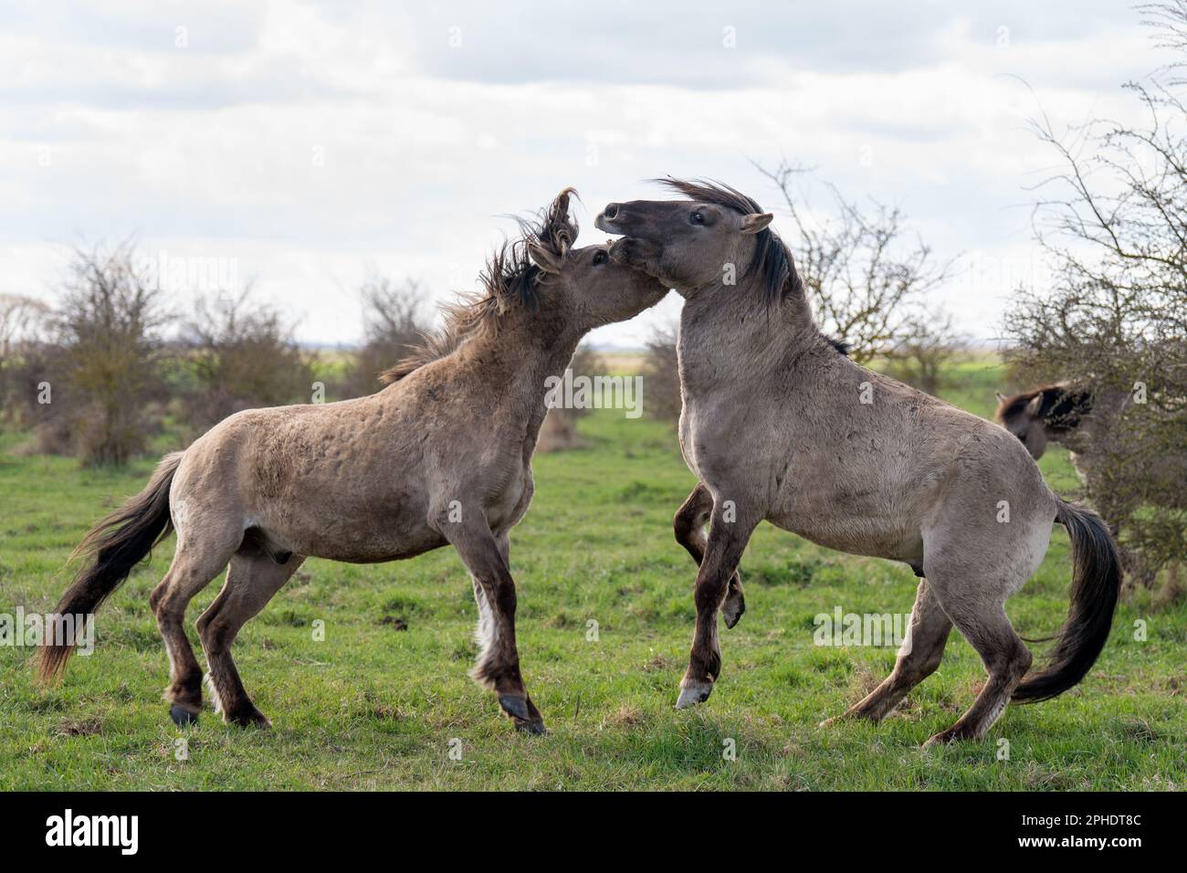 Konik ponies sparring at the National Trust's Wicken Fen nature reserve ...