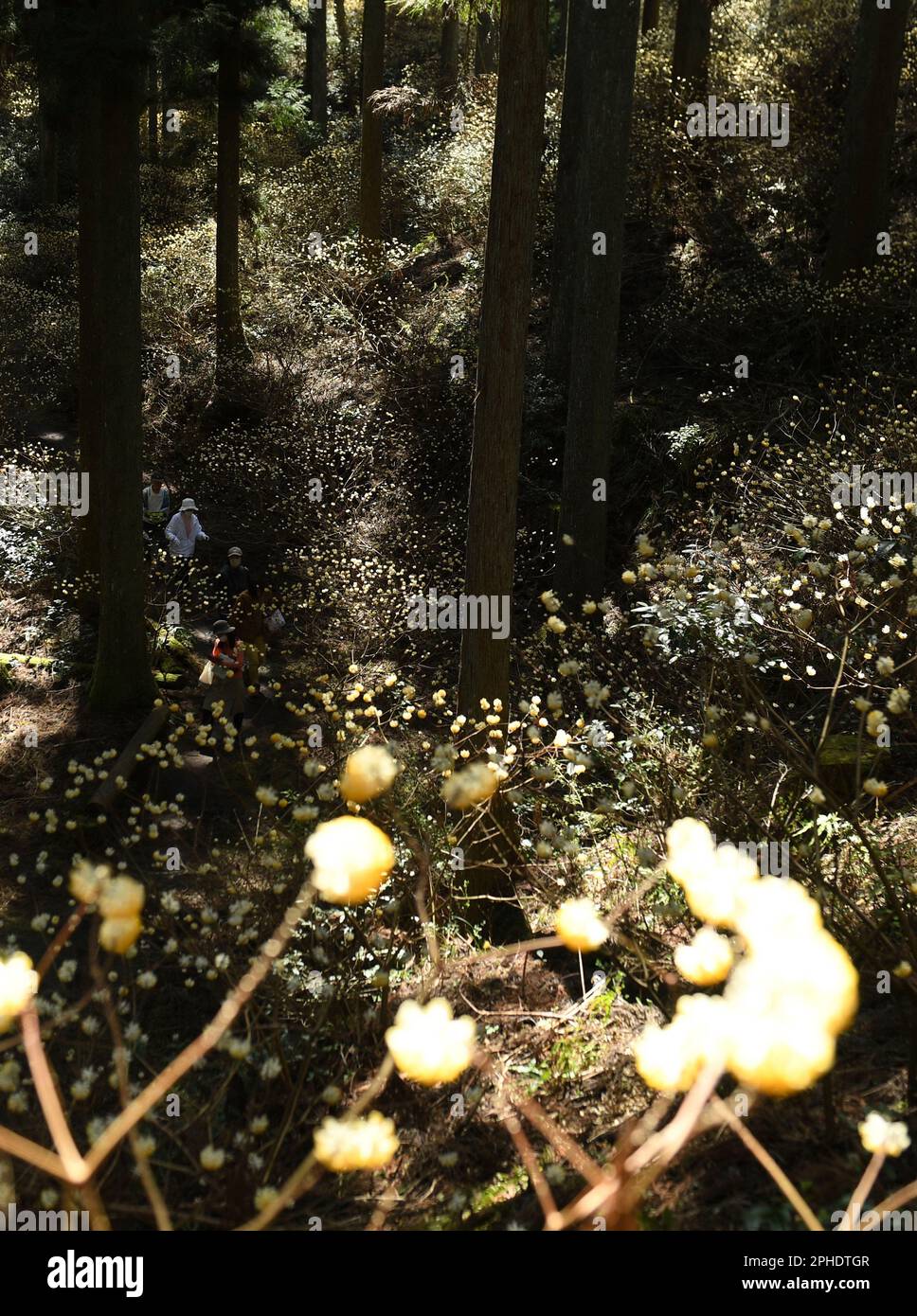Flowers of Edgeworthia chrysantha (Oriental paperbush / mitsumata in ...