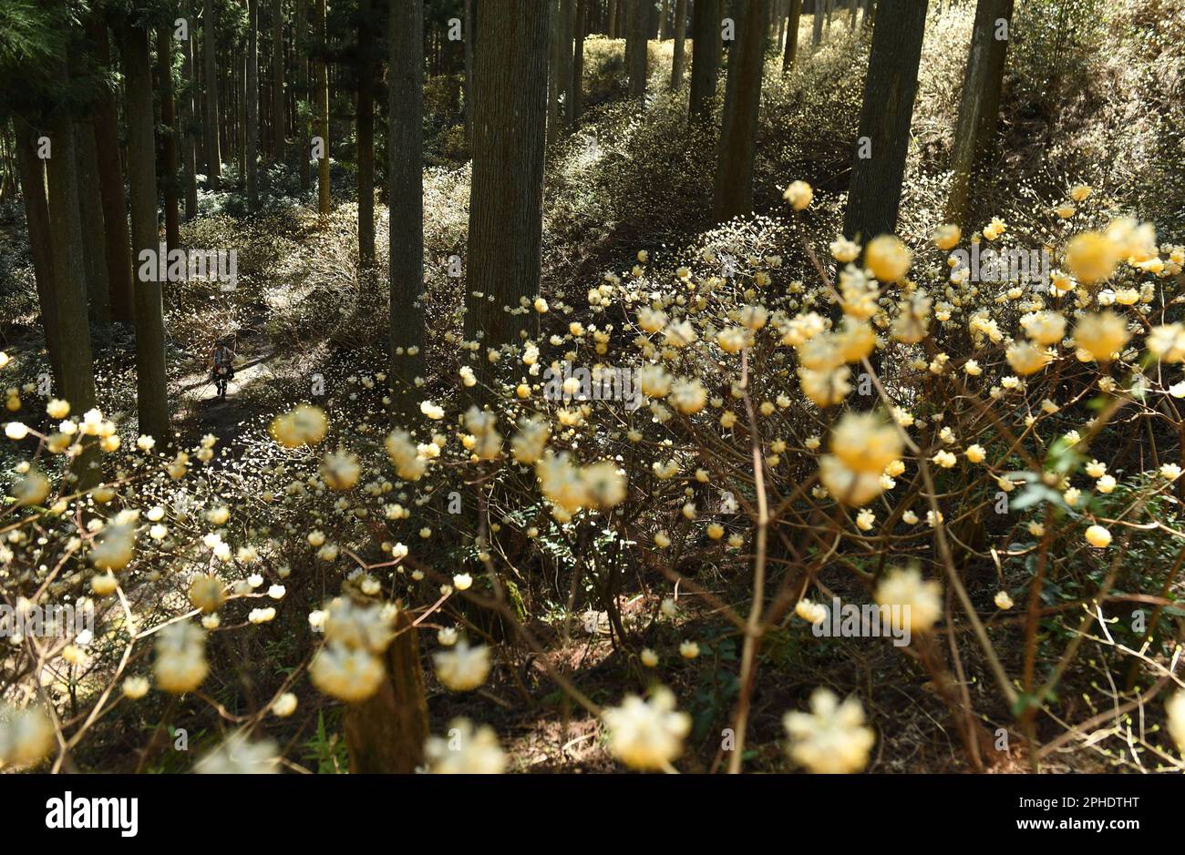 Flowers of Edgeworthia chrysantha (Oriental paperbush / mitsumata in ...