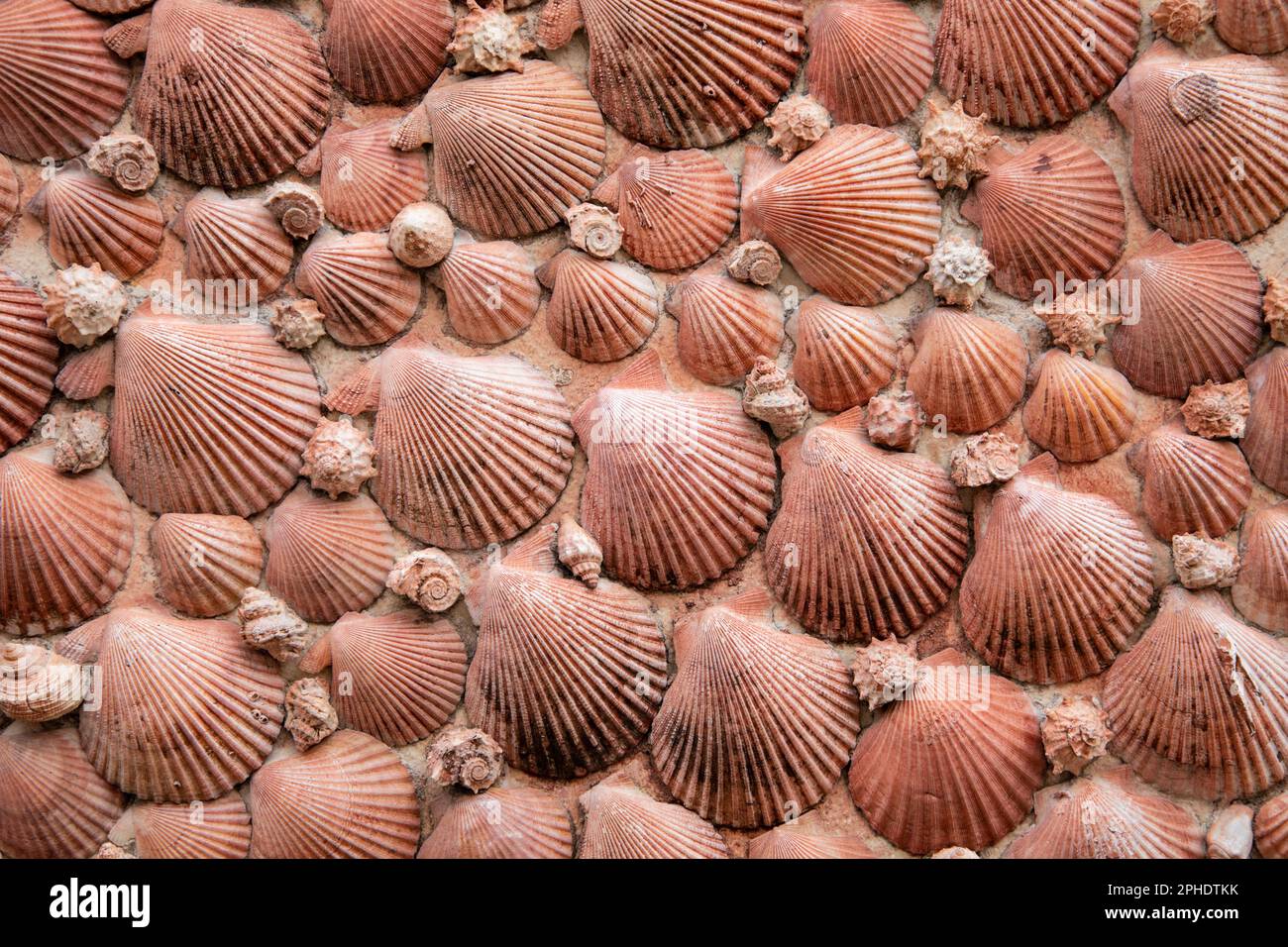 Oyster shell wall hi-res stock photography and images - Alamy