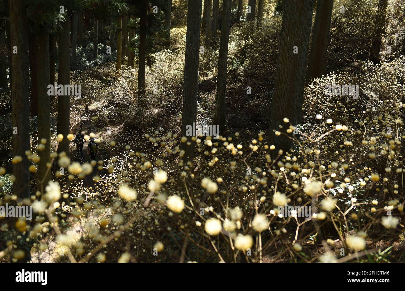 Flowers of Edgeworthia chrysantha (Oriental paperbush / mitsumata in ...
