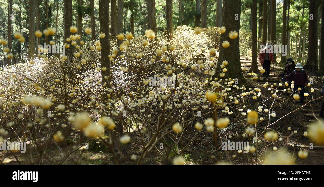 Flowers of Edgeworthia chrysantha (Oriental paperbush / mitsumata in ...