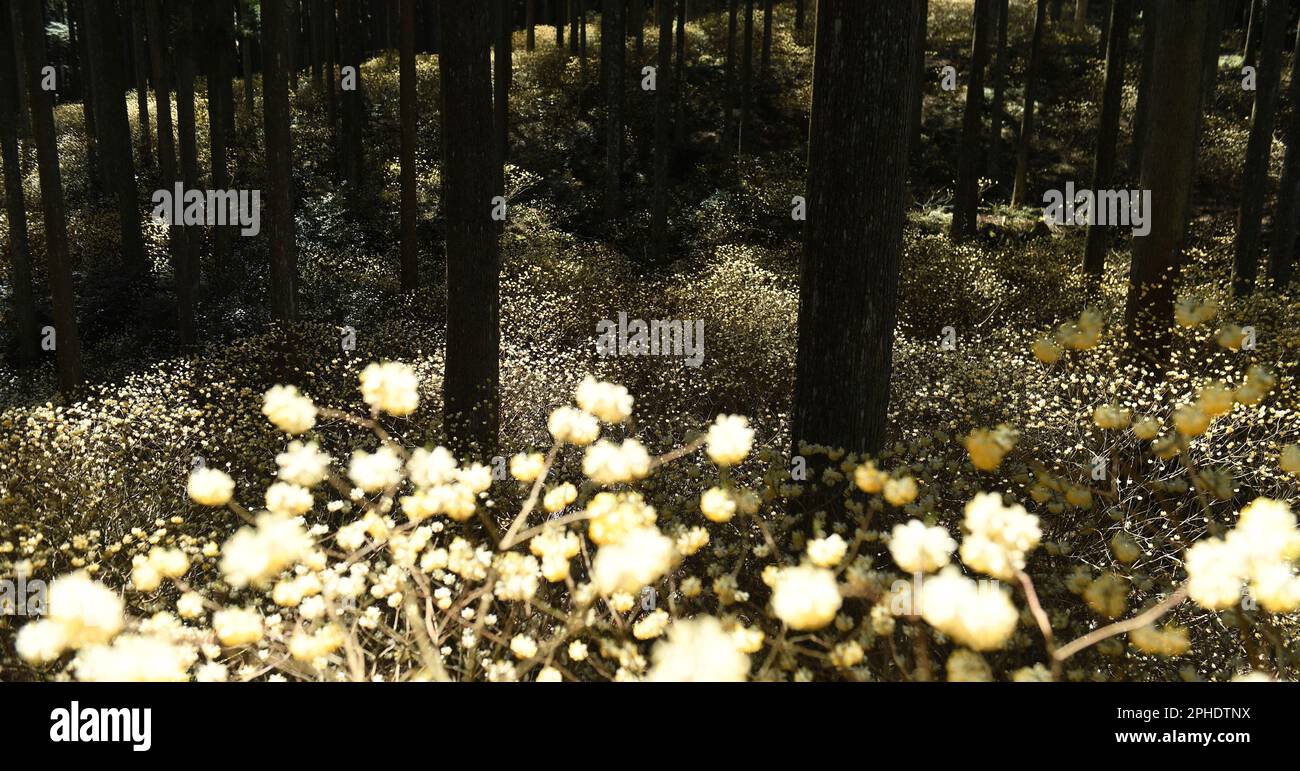 Flowers of Edgeworthia chrysantha (Oriental paperbush / mitsumata in ...