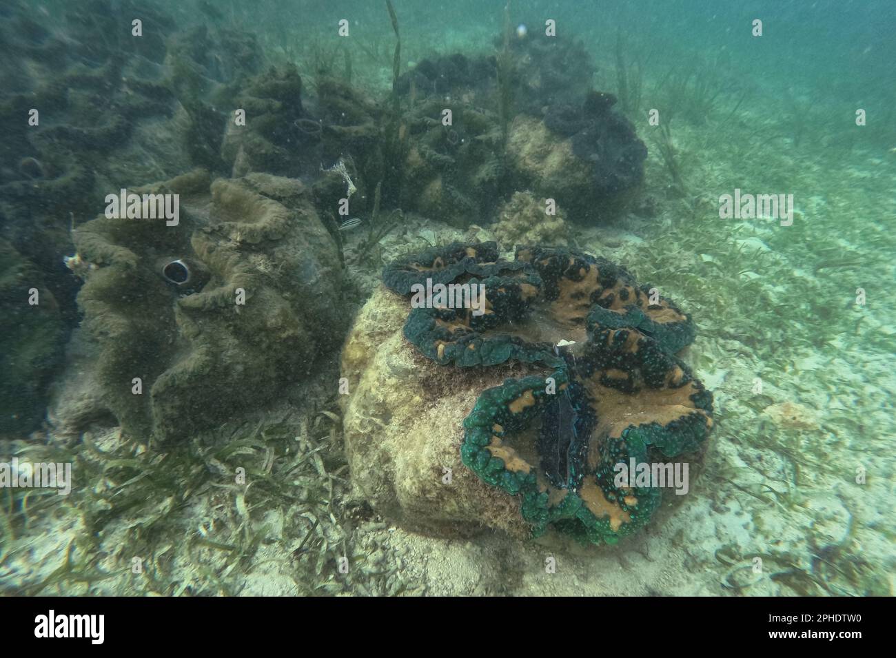 Close up of a giant clam with blue lips in Siquijor, Philippines Stock ...
