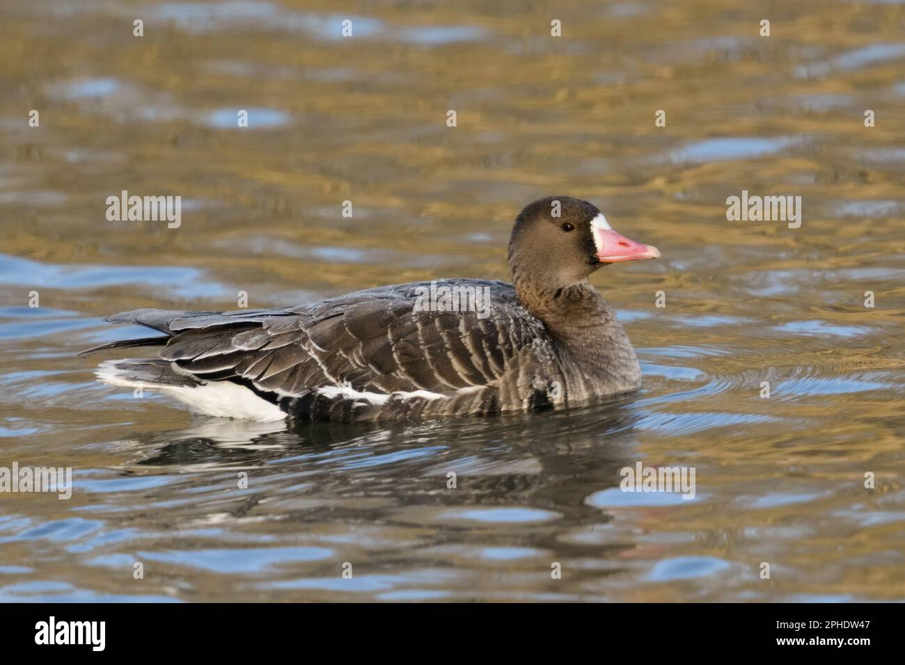 after an ice cold night... White-fronted goose ( Anser albifrons ...