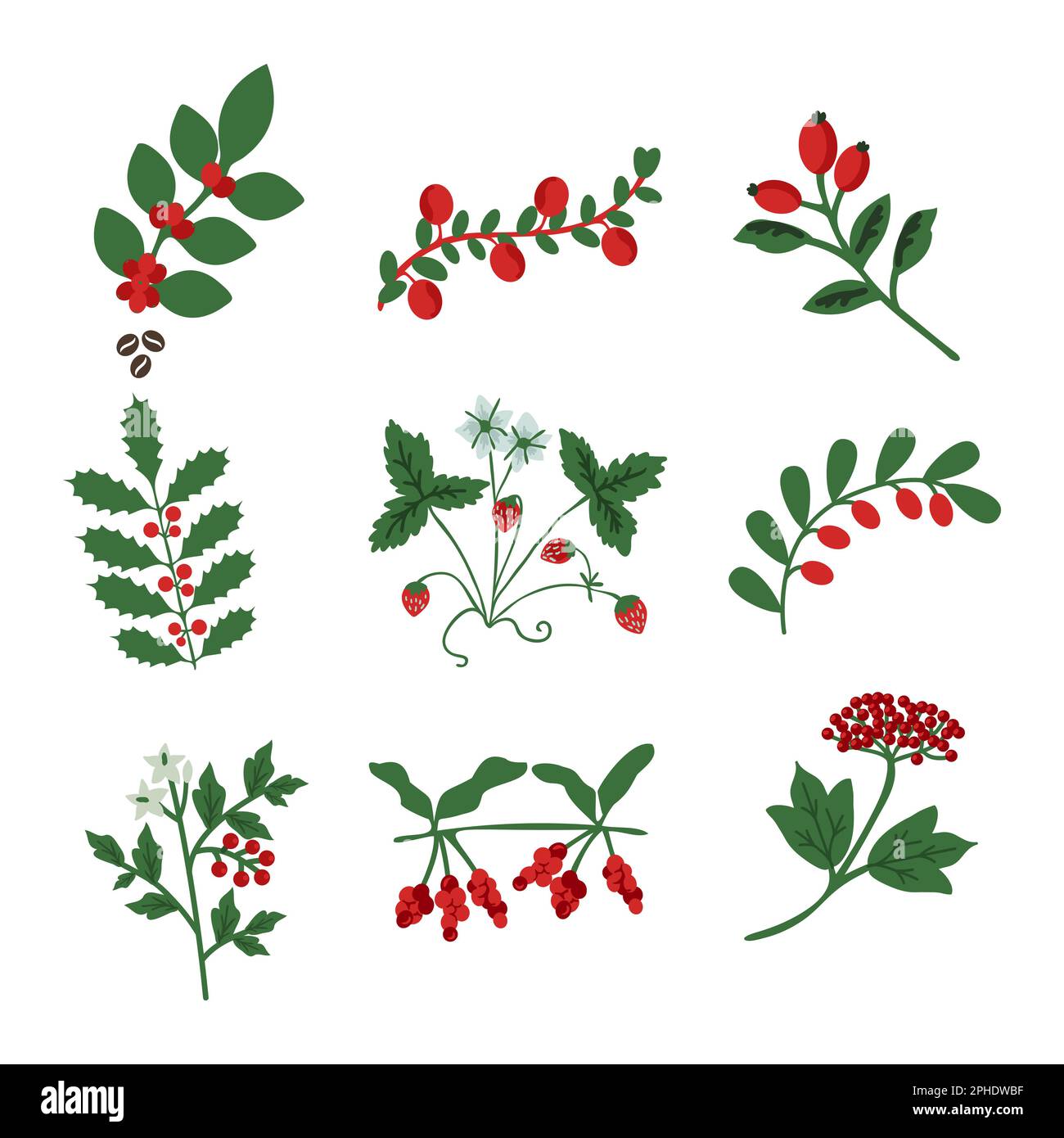 Bittersweet berries Stock Vector Images - Alamy