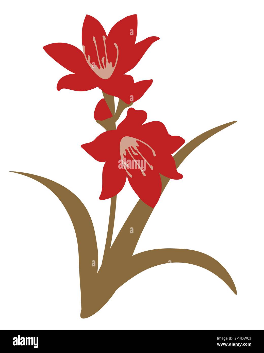 Isolated Vallota flower vector illustration Stock Vector Image & Art ...