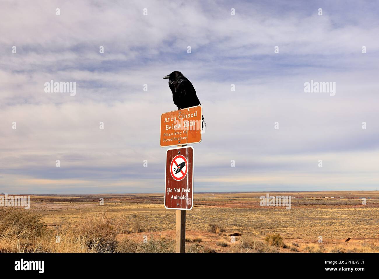 Raven in Petrified Forest National Park, a natural attraction place ...