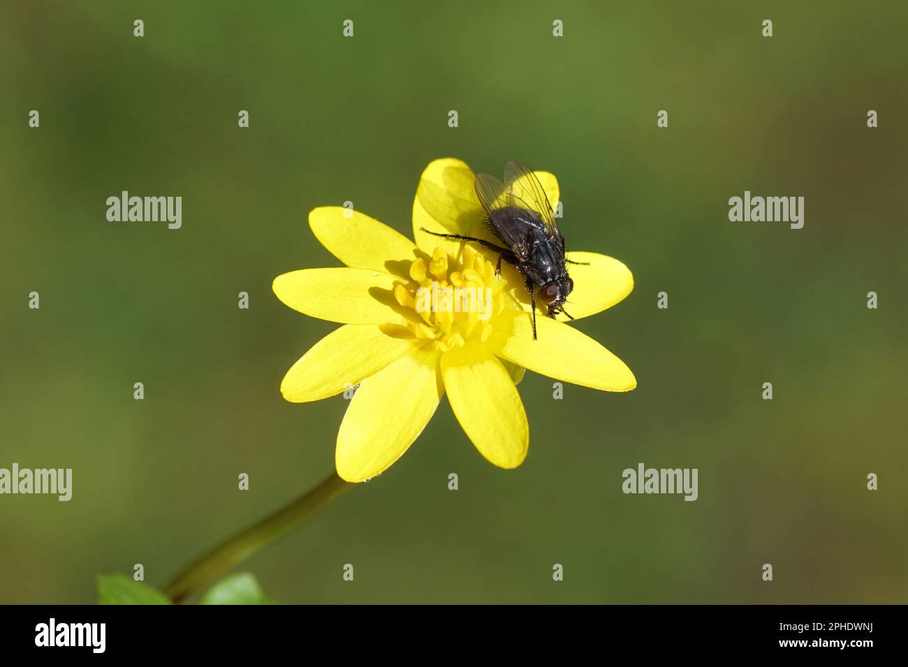 Verna bloom animal house hi-res stock photography and images - Alamy
