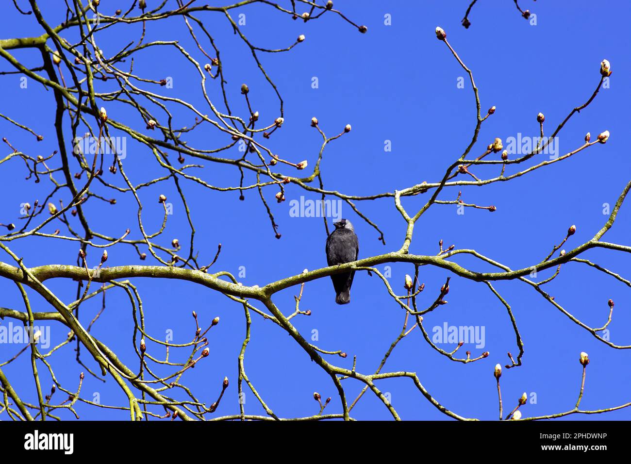 Western Jackdaw (Corvus monedula, Coloeus monedula) on horse chestnut ...