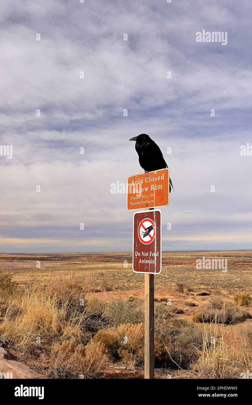 Raven in Petrified Forest National Park, a natural attraction place ...