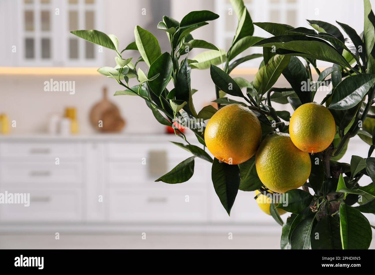 Lemon tree with ripe fruits in kitchen. Space for text Stock Photo - Alamy