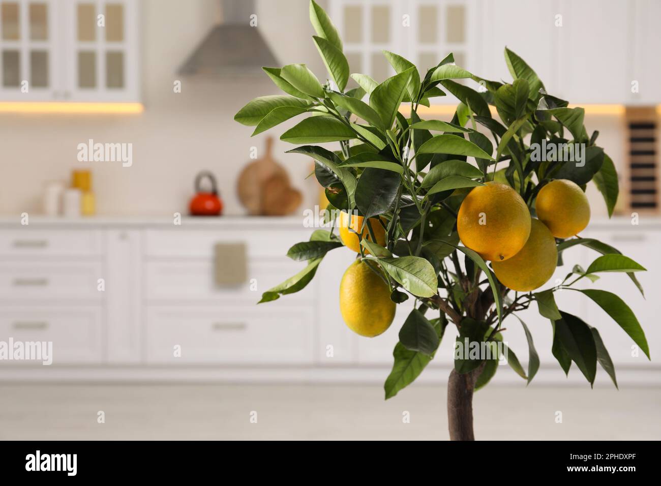 Lemon tree with ripe fruits in kitchen. Space for text Stock Photo - Alamy