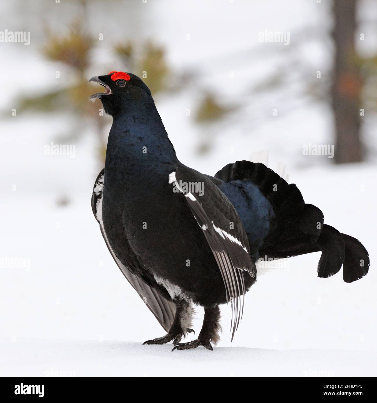 the mating call... Black grouse ( Lyrurus tetrix ), calling, mating in ...