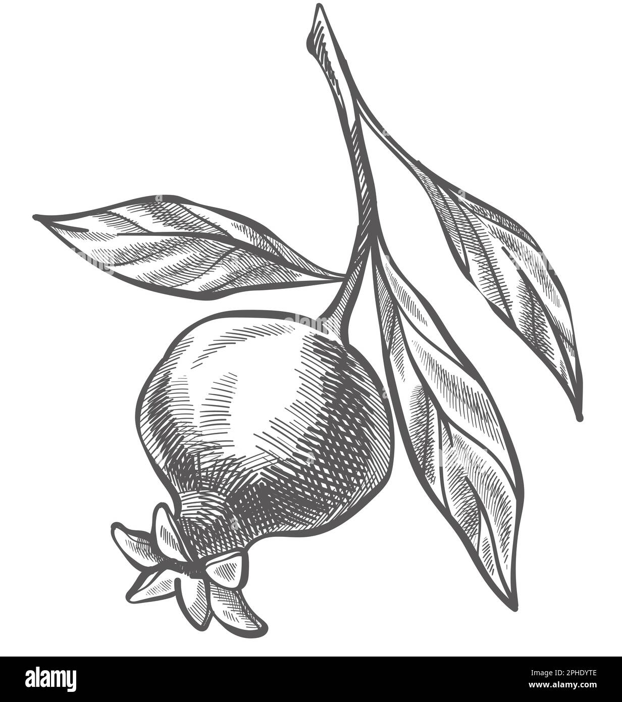 Pomegranate growing on branch of tree, ripe fruit Stock Vector Image ...