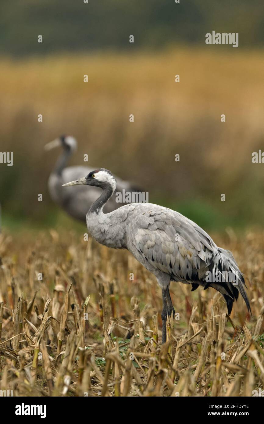 Common Cranes / Graukraniche ( Grus grus ), little flock, adults ...