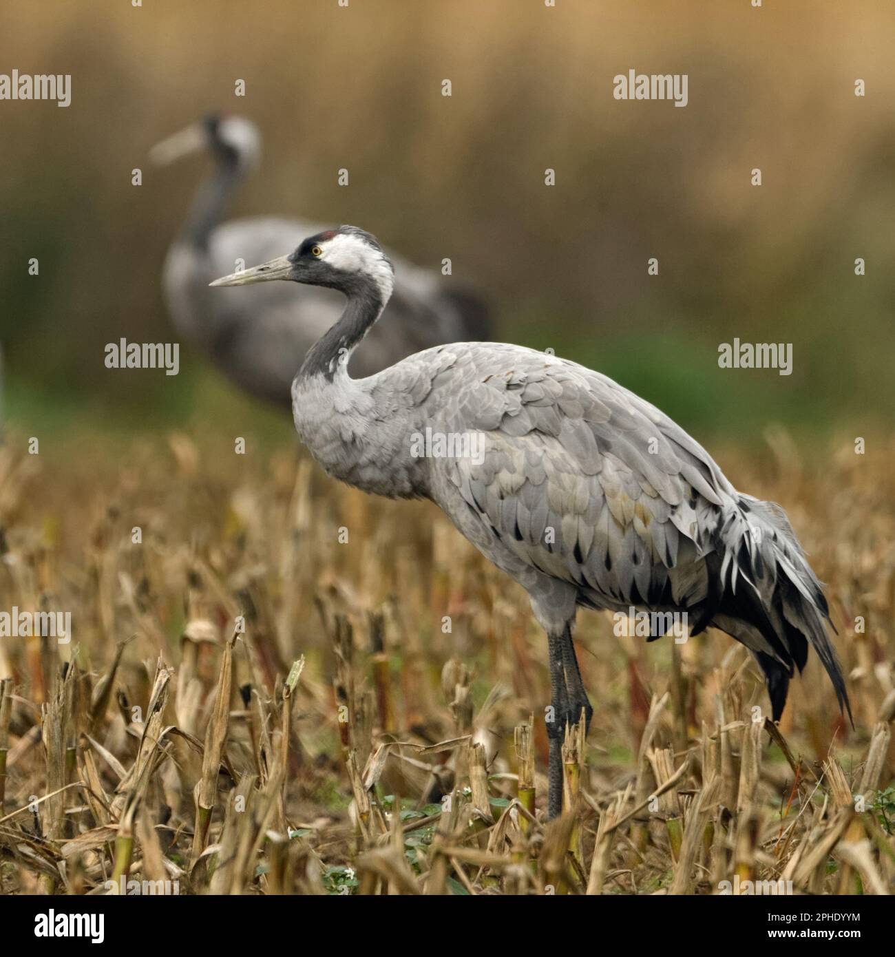 Common Cranes / Graukraniche ( Grus grus ), little flock, adults ...