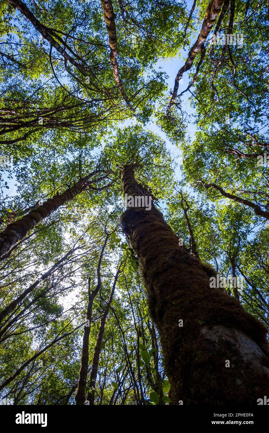 Redwood canopy exploration hi-res stock photography and images - Alamy