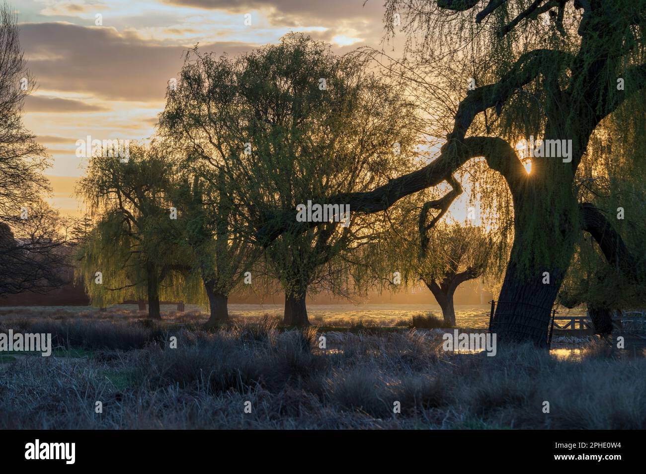 Moody spooky light on a late March early morning sunrise Stock Photo ...