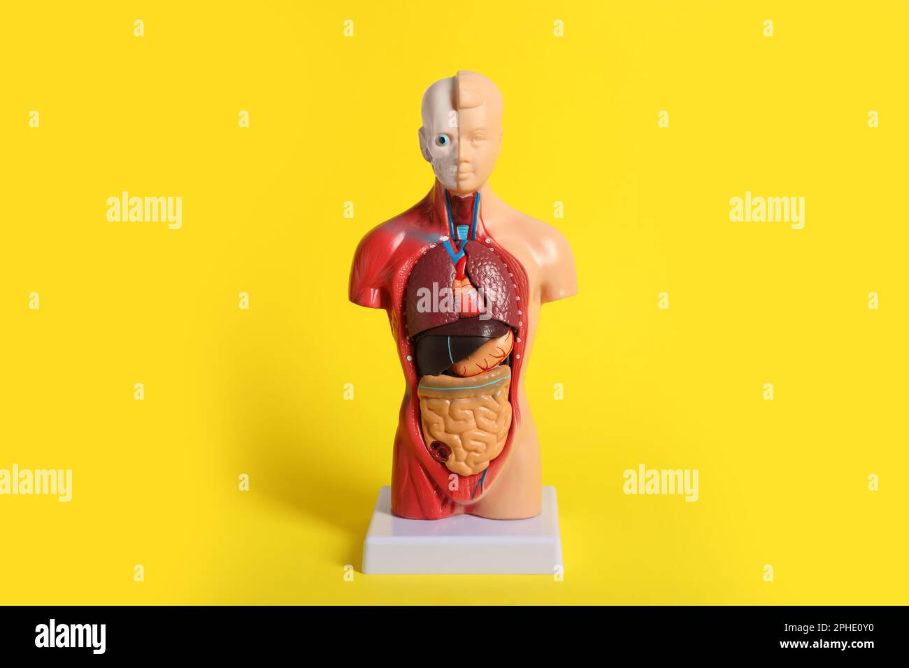 Human anatomy mannequin showing internal organs on yellow background ... Human anatomy mannequin showing internal organs on yellow background ...