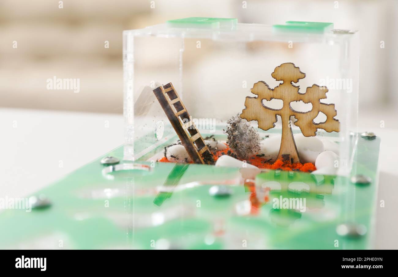 Ant farm (formicarium) on table, closeup view Stock Photo - Alamy