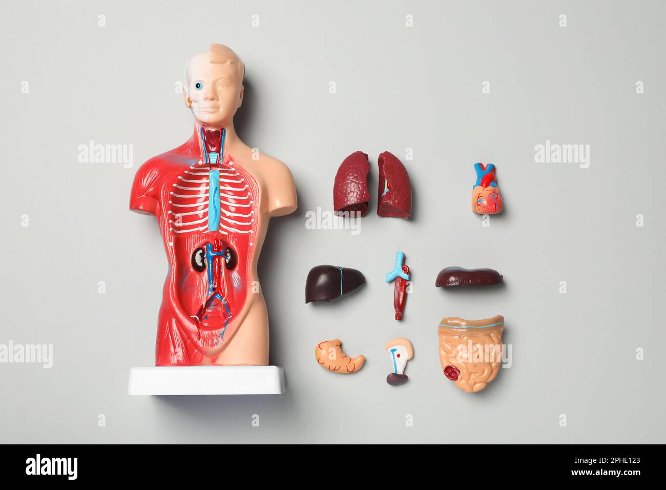 Flat lay composition with human anatomy mannequin and internal organs ...