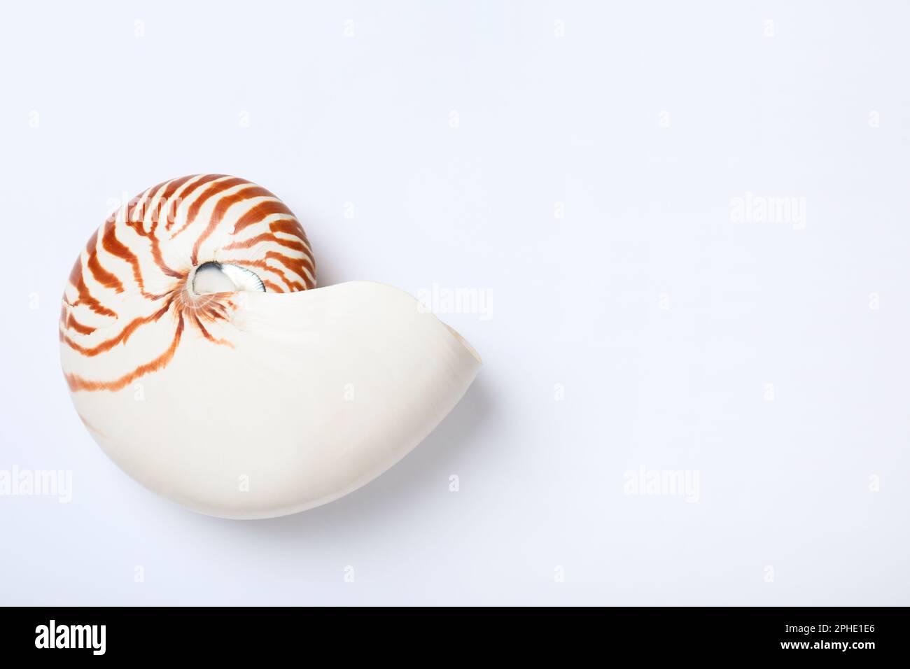 Nautilus shell on white background, top view. Space for text Stock ...