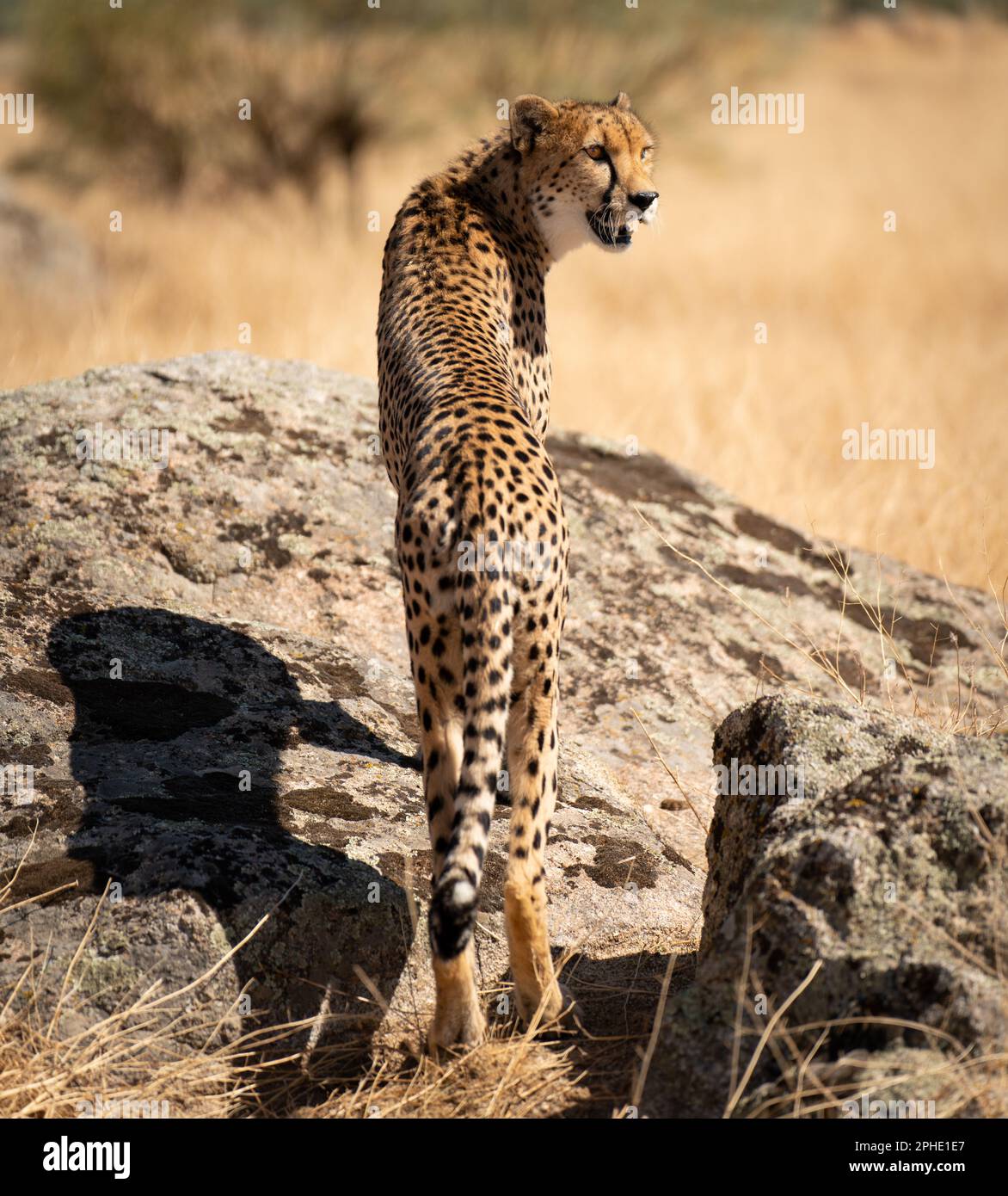 Cheetah over the rock looking back for preys Stock Photo - Alamy