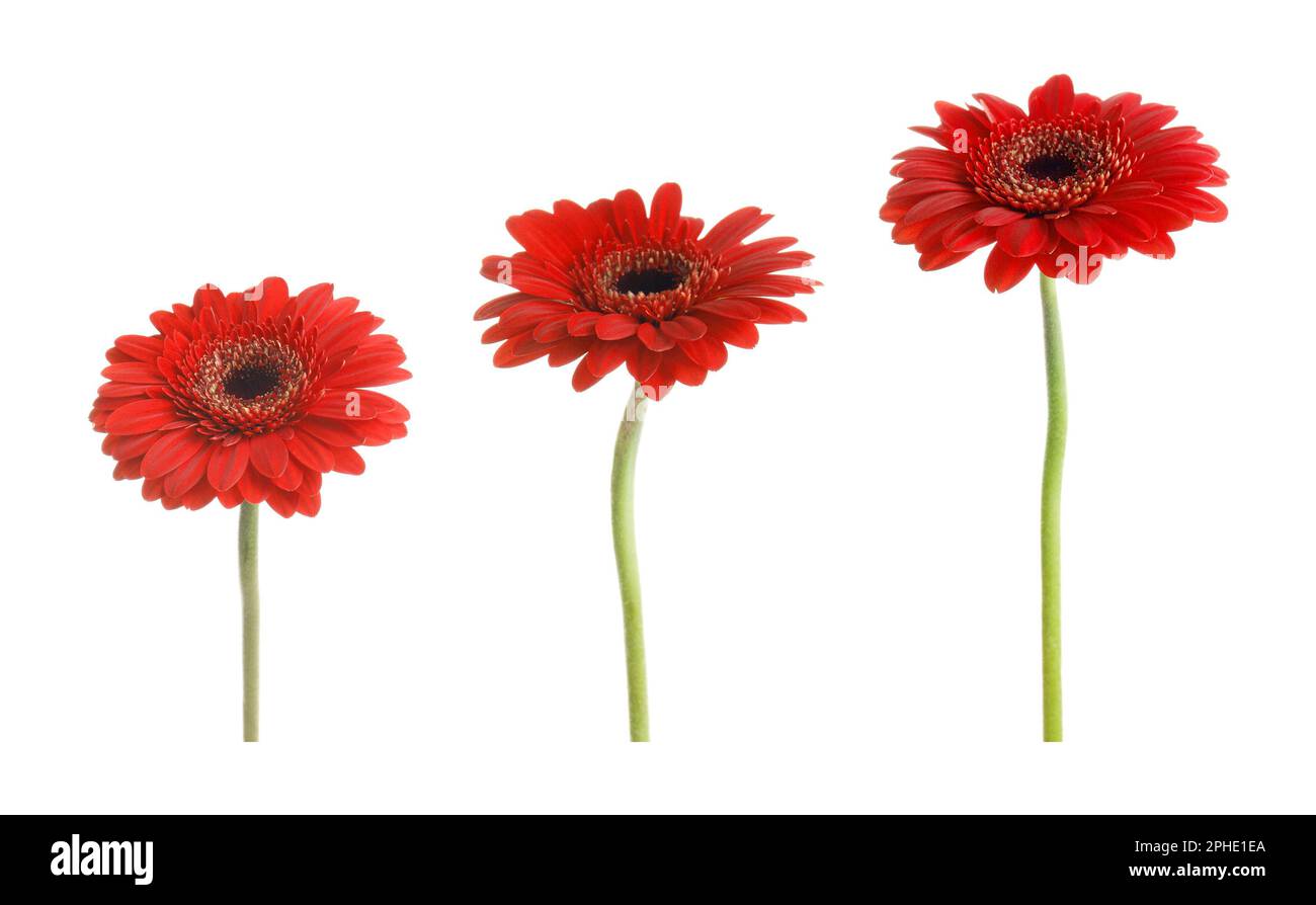 Set of beautiful red gerbera flowers on white background Stock Photo ...