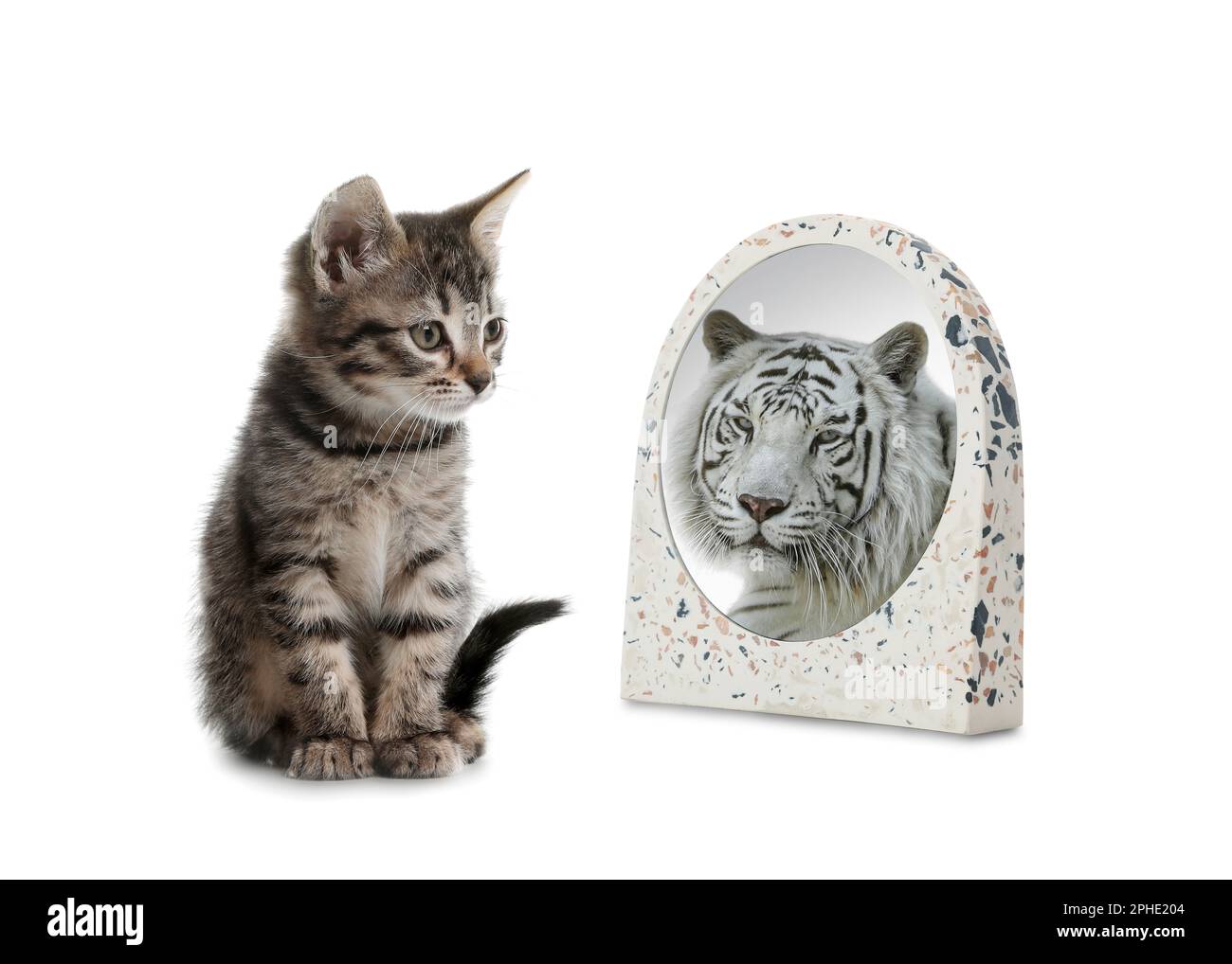 Cute cat looks like tiger into reflection of mirror on white background ...