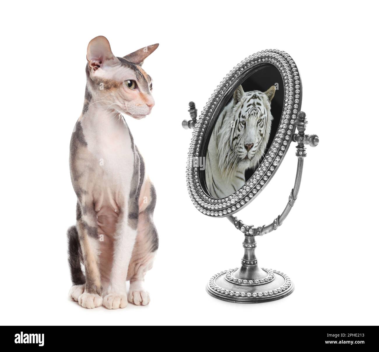 Cute cat looks like tiger into reflection of mirror on white background ...