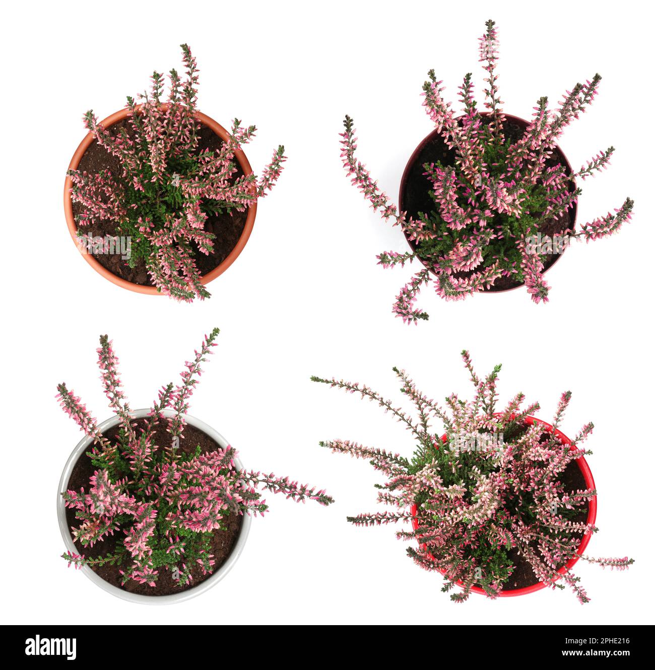 Potted heathers Cut Out Stock Images & Pictures - Alamy