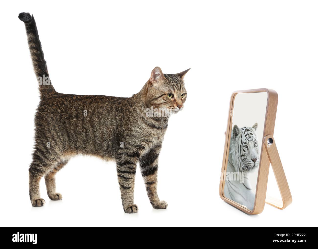 Reflection In Mirror Cat