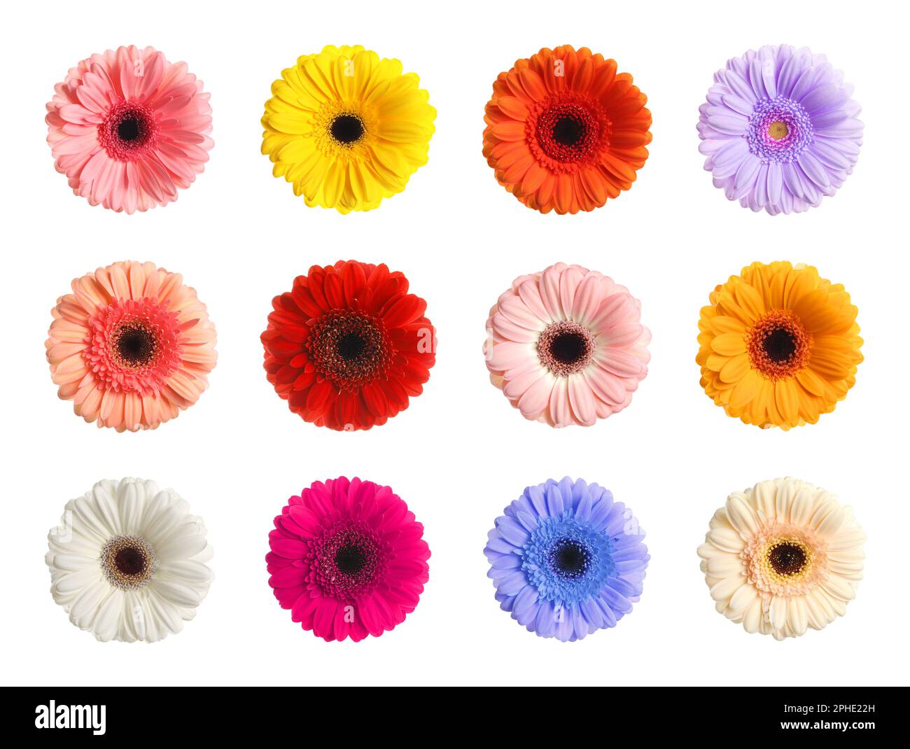 Set with different beautiful gerbera flowers on white background Stock ...