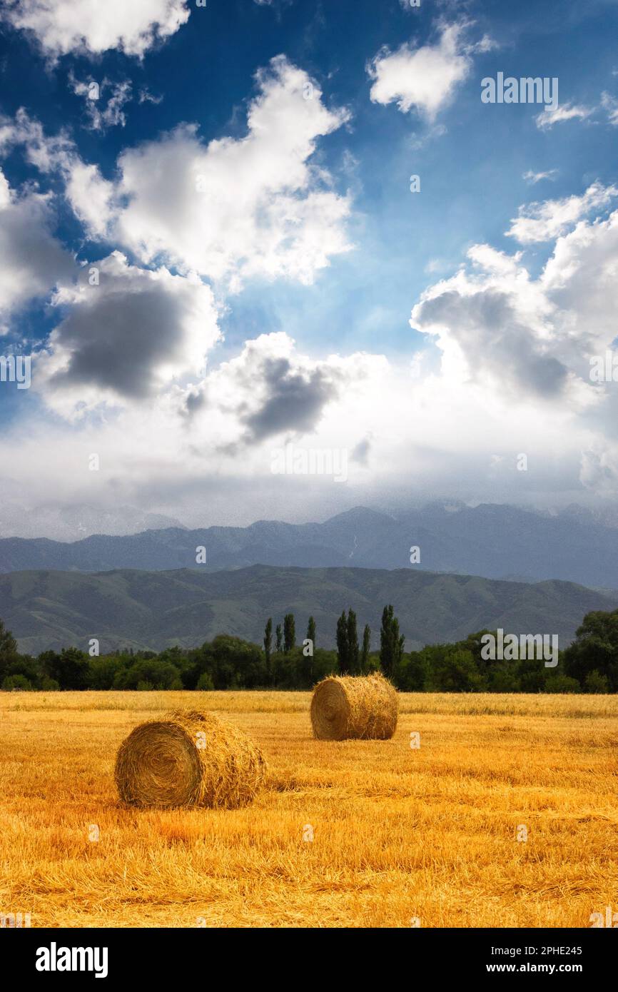 Two Haystack rolls on an scenic agricultural field in the foothills of ...