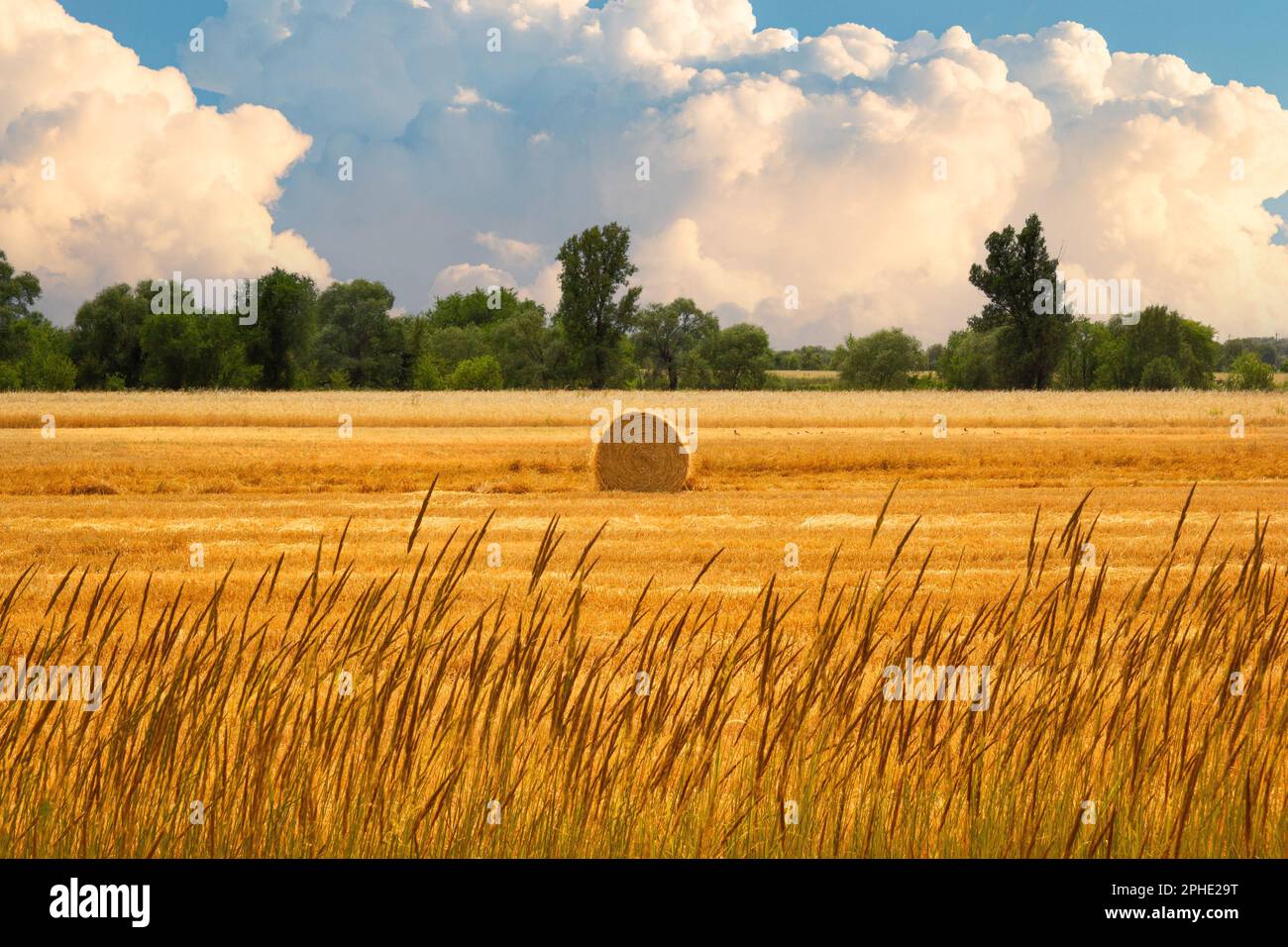 Haystack in wheat scenic field, grain harvest season Stock Photo - Alamy