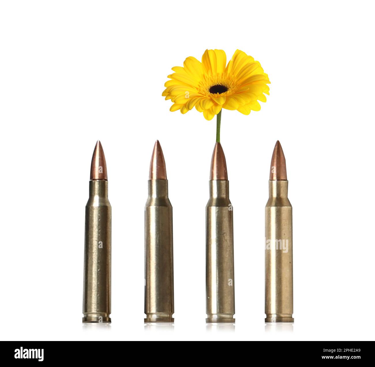Beautiful blooming flower and bullets on white background. Peace ...