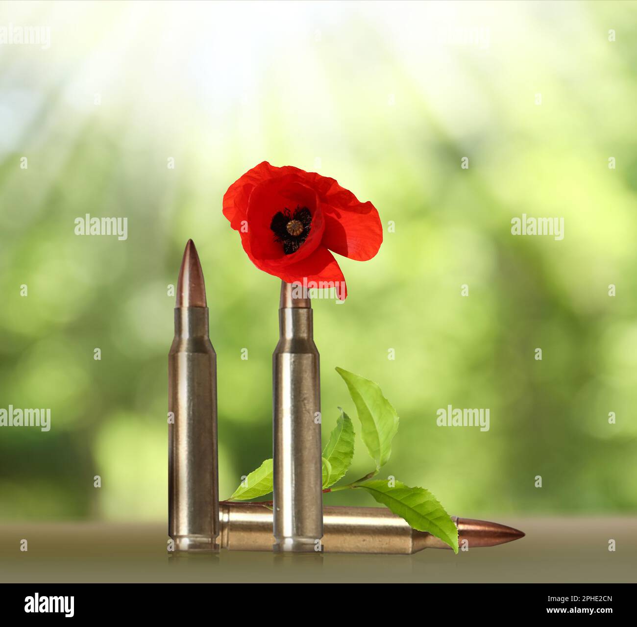 Beautiful blooming poppy flower and bullets outdoors on sunny day ...