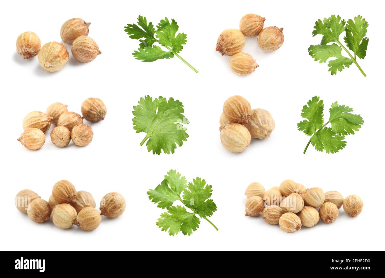 Set with fresh green coriander leaves and dried seeds on white ...