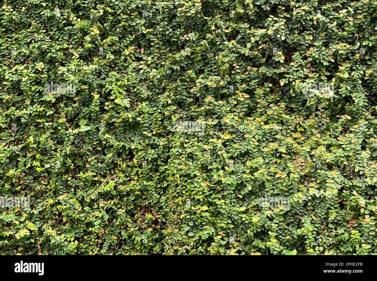 Daun Dolar Rambat, Dollar creepers (Ficus pumila) are a species of ...