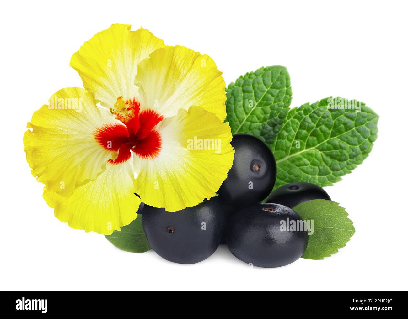 Beautiful hibiscus flower, fresh acai berries and mint on white ...
