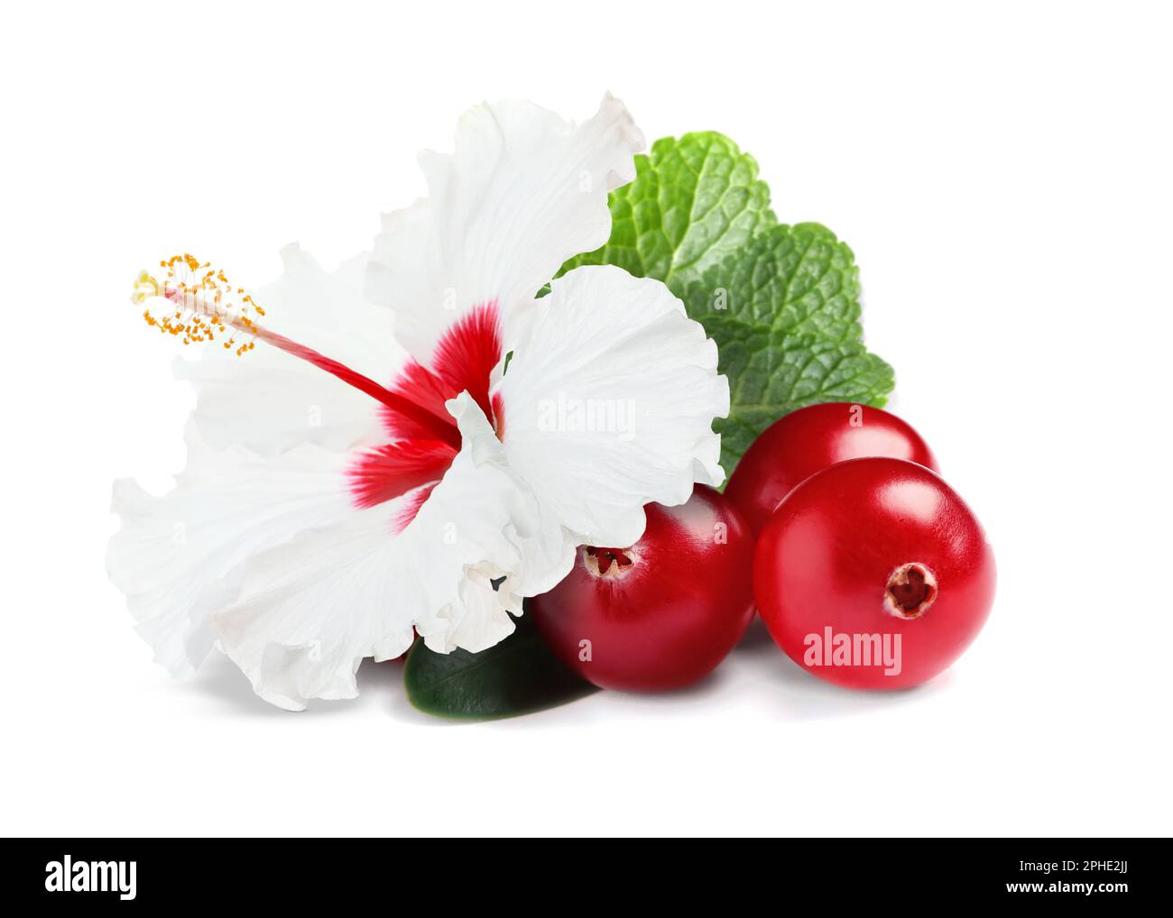 Beautiful hibiscus flower, fresh cranberries and mint on white ...