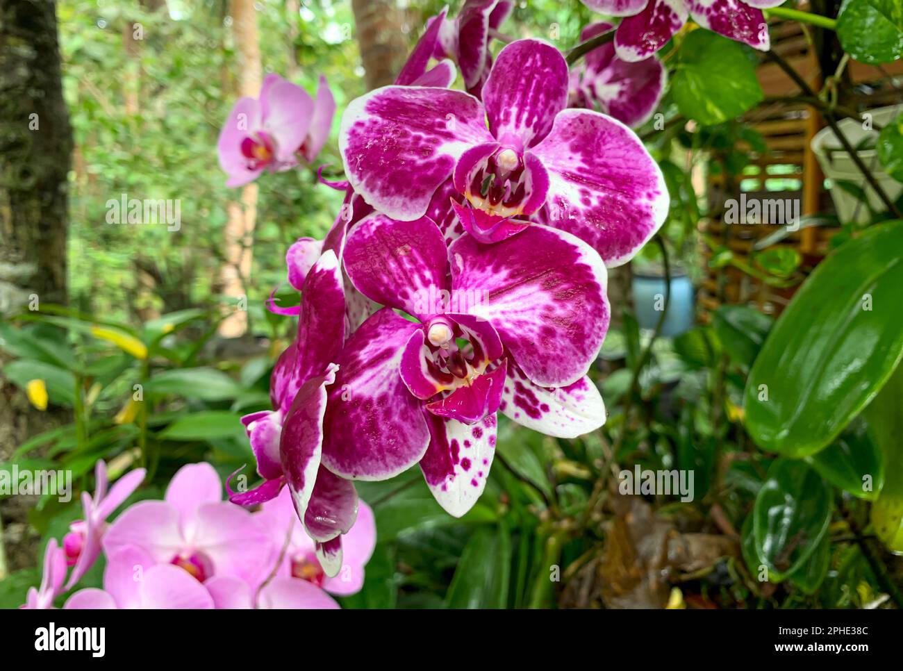 Moth orchid (Phalaenopsis amabilis), commonly known as the moon orchid ...