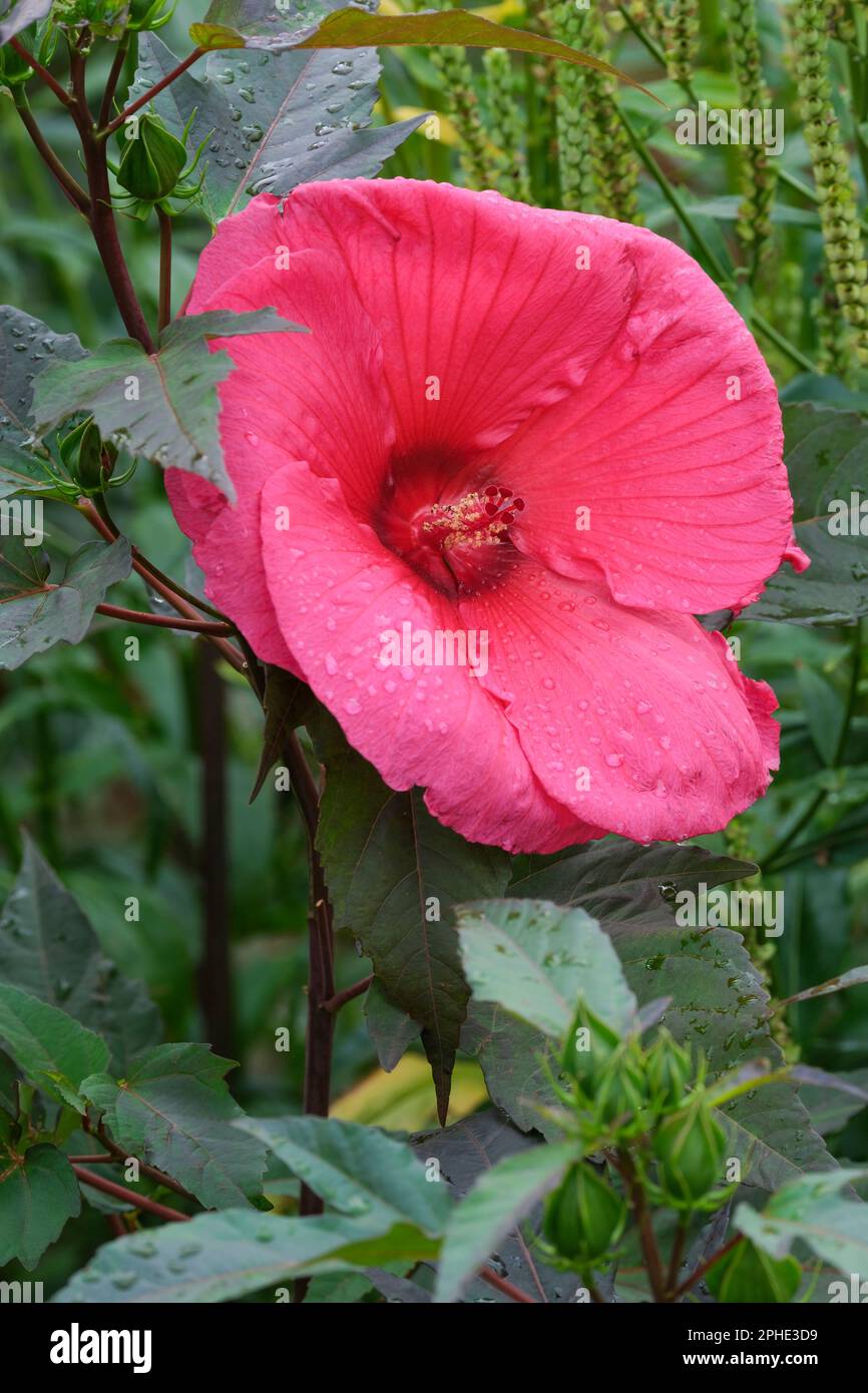Hibiscus moscheutos Tangri, rose mallow Planet Griotte, perennial ...