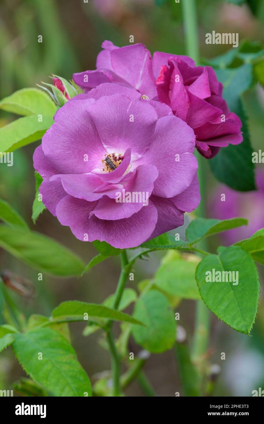 Rosa Rhapsody in Blue, Rosa Frantasia, shrub rose semi-double purplish ...