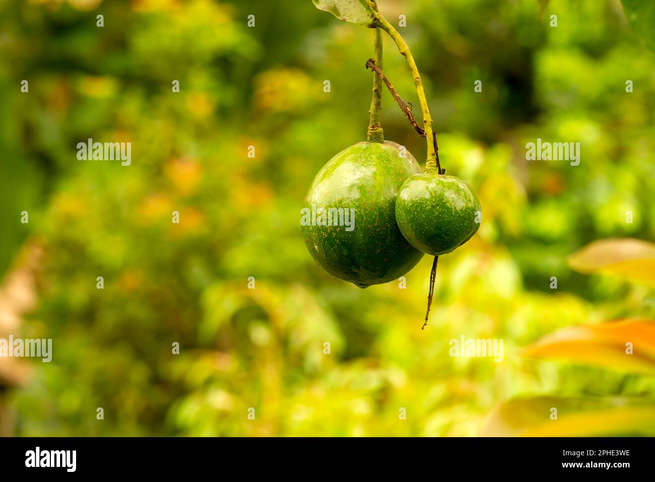 Two raw and fresh avocados on an avocado tree branch, selected focus ...