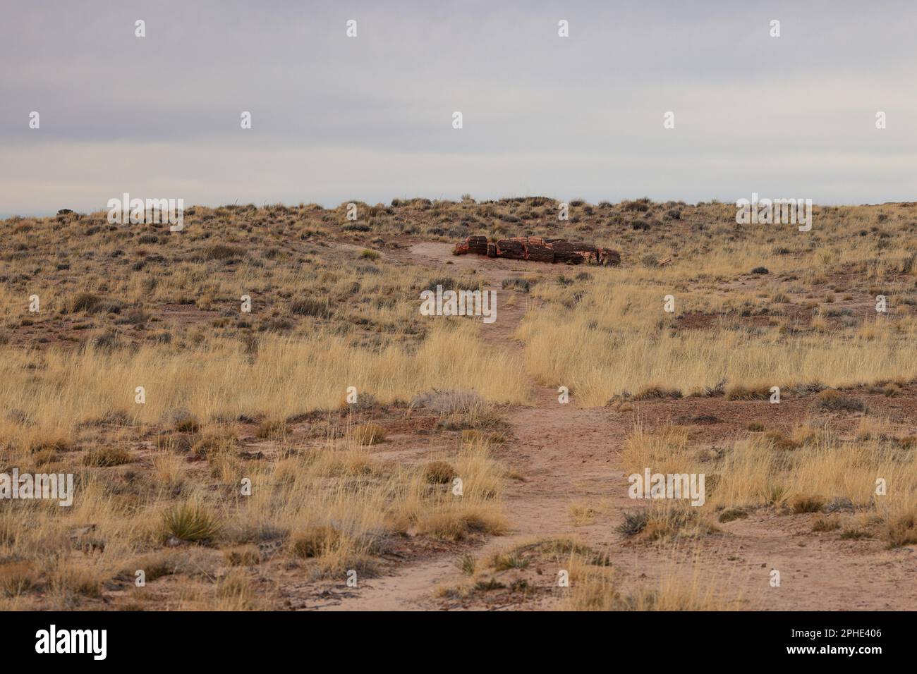 Petrified Forest National Park, a natural attraction place with many ...