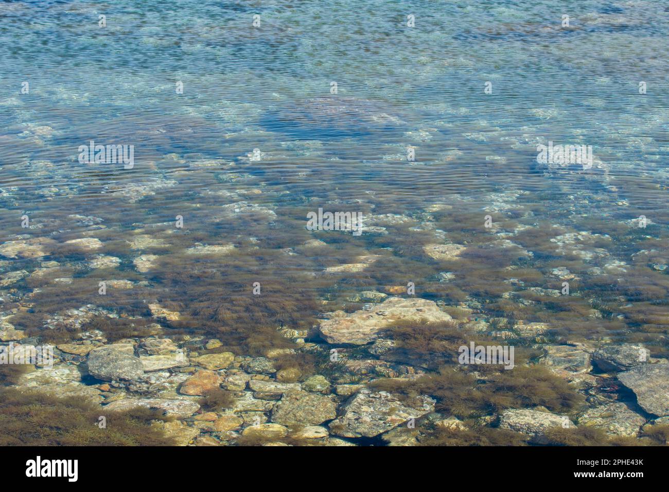 Close-up shot of the seabed with shallow water and an abundance of ...