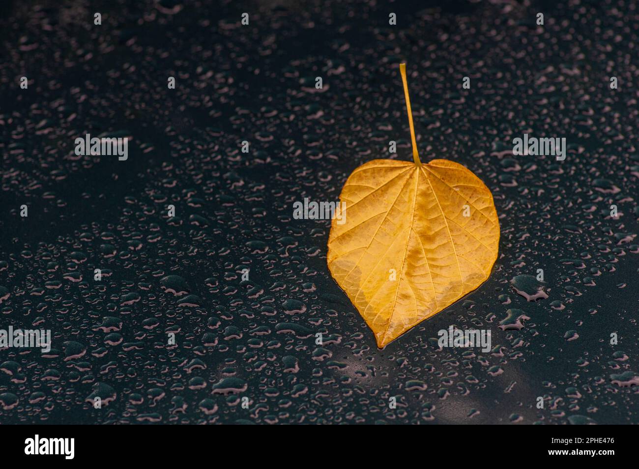 Tahongai, guest tree (Kleinhovia hospita), known as Timoho (Java ...