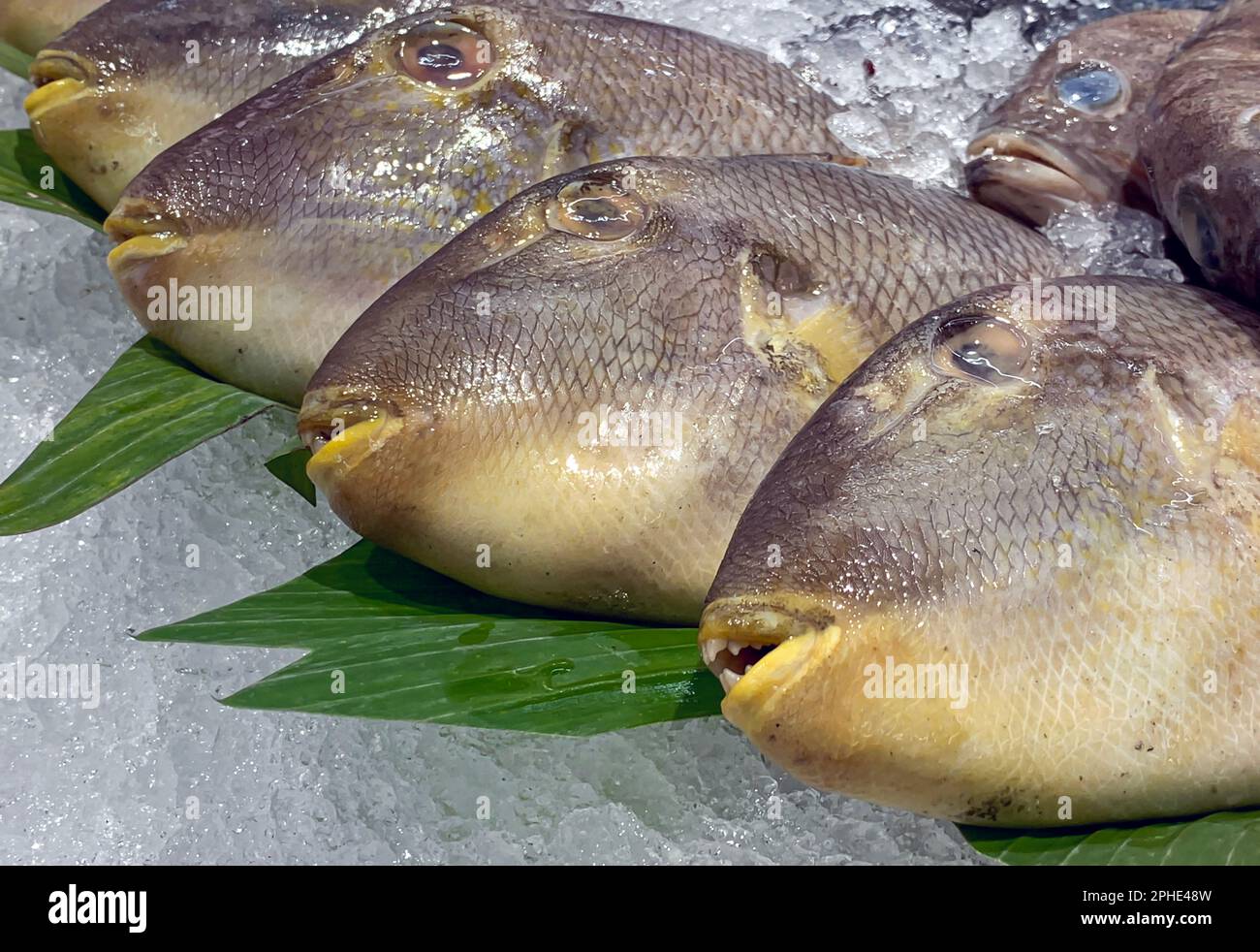 The starry triggerfish (Abalistes stellaris), or flat-tailed ...